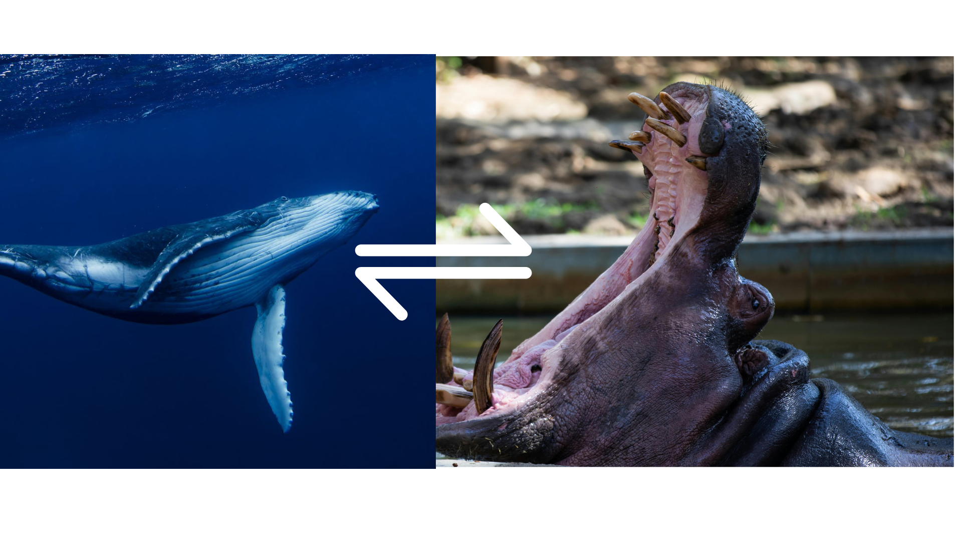 The Surprising Aquatic Mammal Related to Hippo You Never Knew About ...